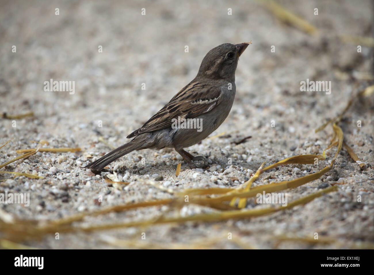American house sparrow hi-res stock photography and images - Alamy