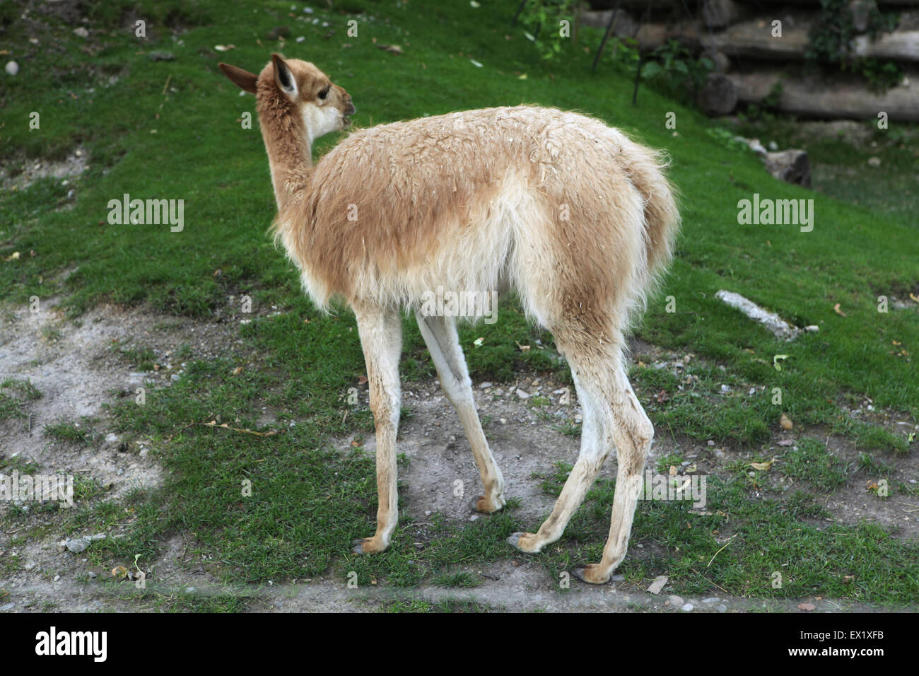 Vicugna vicuna hi-res stock photography and images - Alamy
