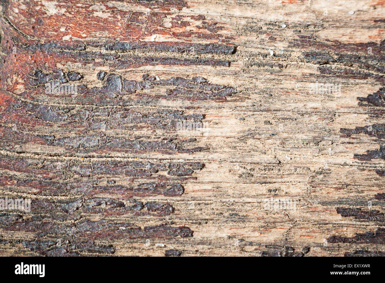 Woody Texture Stock Photos & Woody Texture Stock Images - Alamy