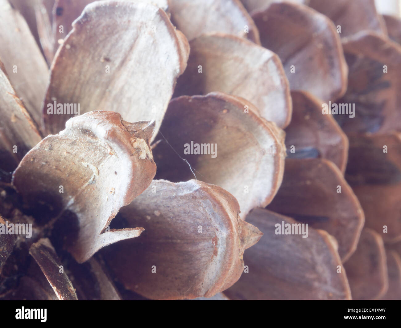 Inside of a pine cone .Macro image of a Pine Cone Stock Photo - Alamy