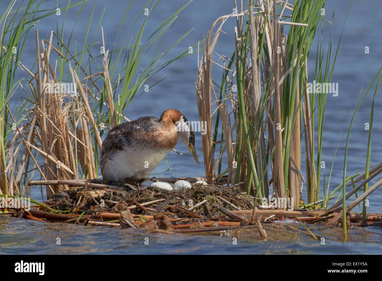 Grebe eggs hi-res stock photography and images - Alamy
