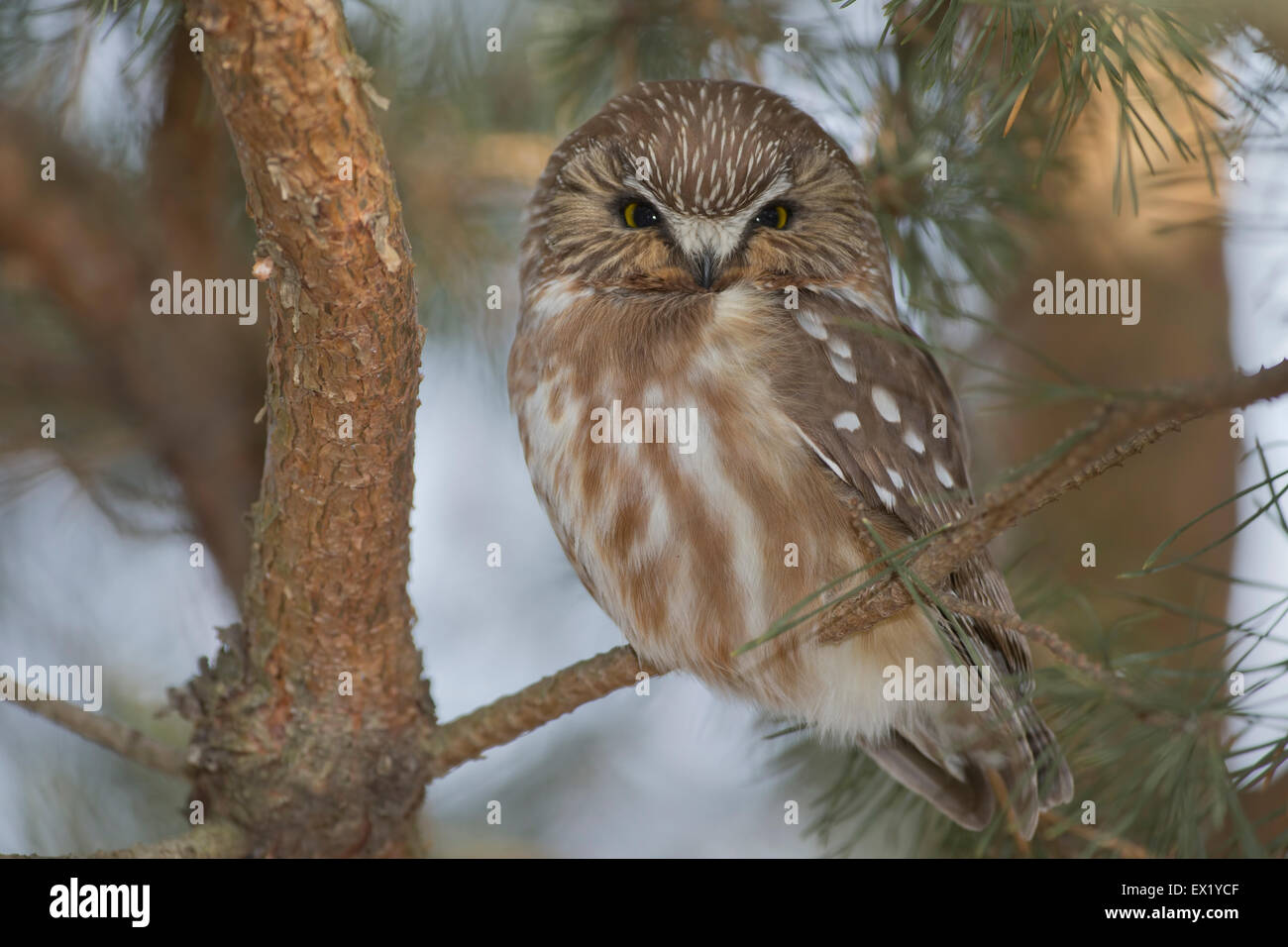 Saw whet owl hi-res stock photography and images - Alamy