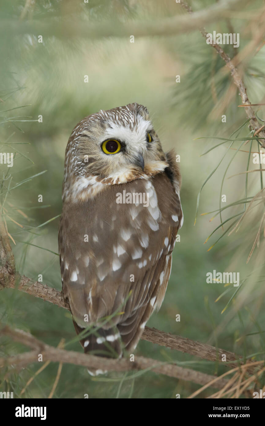 Saw whet owl hi-res stock photography and images - Alamy