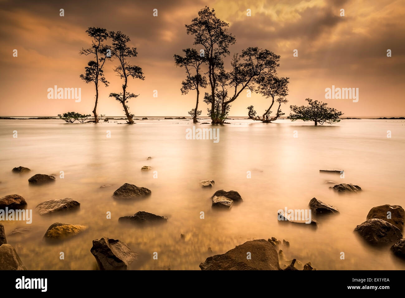 Trees on beach side hi-res stock photography and images - Alamy