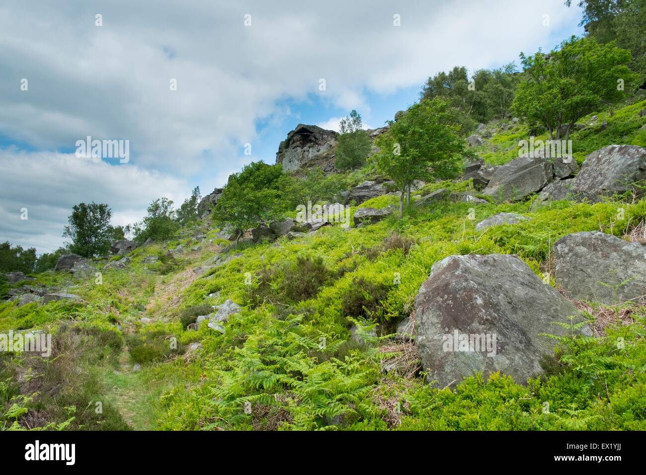 Vegetation and habitat of curbar edge Stock Photo - Alamy