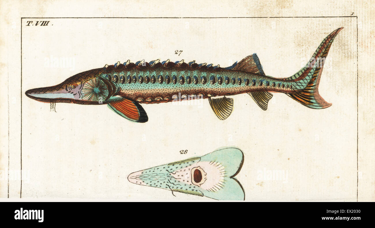 Acipenser sturio hi-res stock photography and images - Alamy