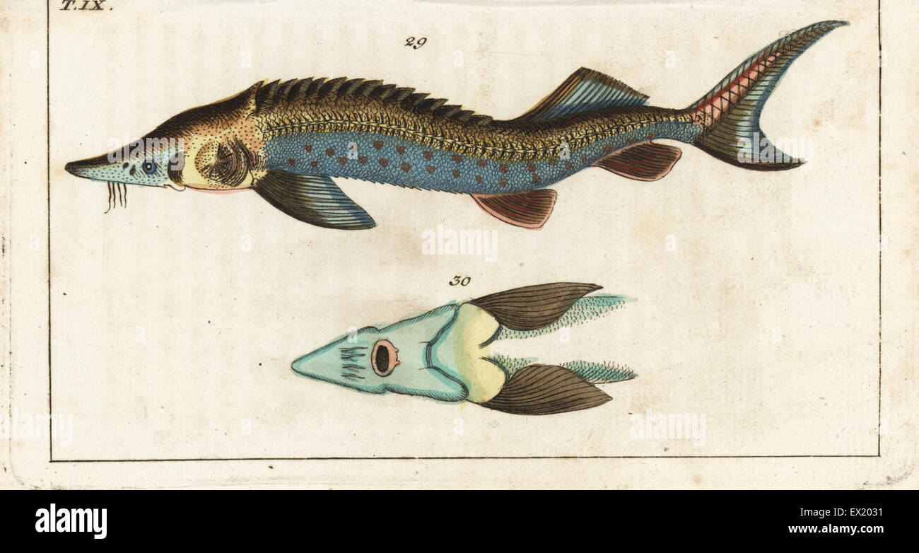 Sterlet sturgeon, Acipenser ruthenus 29, and underside 30. Handcolored ...