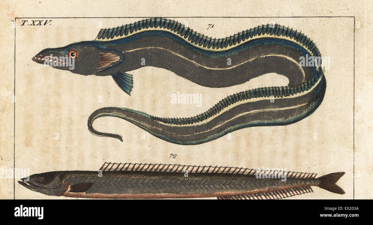 Atlantic Cutlassfish