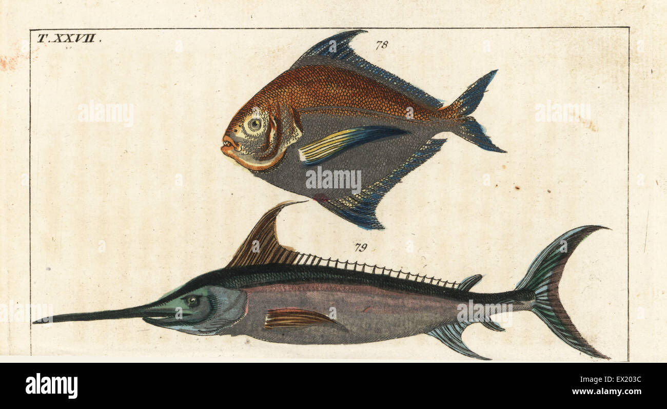 Xiphias gladius swordfish hi-res stock photography and images - Alamy