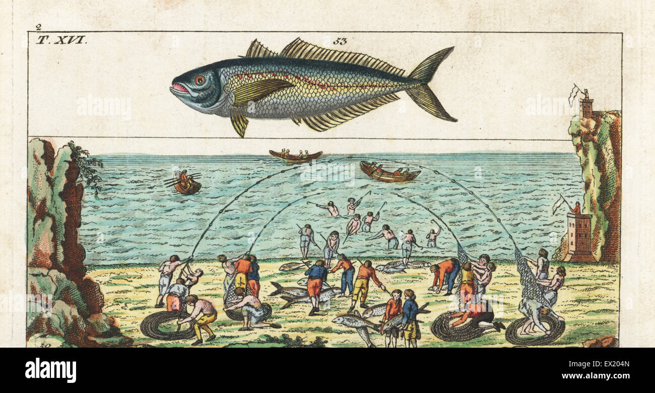 Fishing net trachurus trachurus hi-res stock photography and images - Alamy