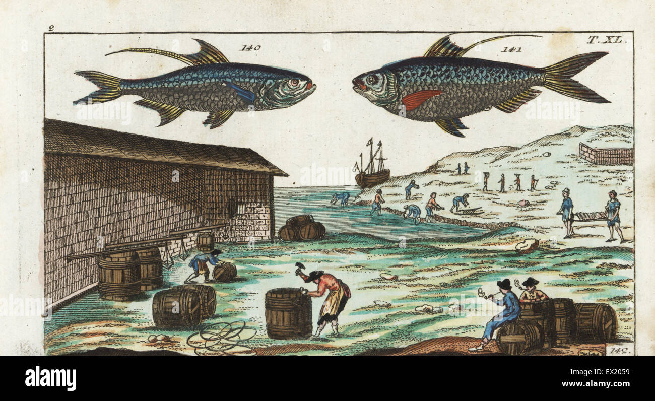 Indo-Pacific tarpon, Megalops cyprinoides 140, Chinese gizzard shad ...