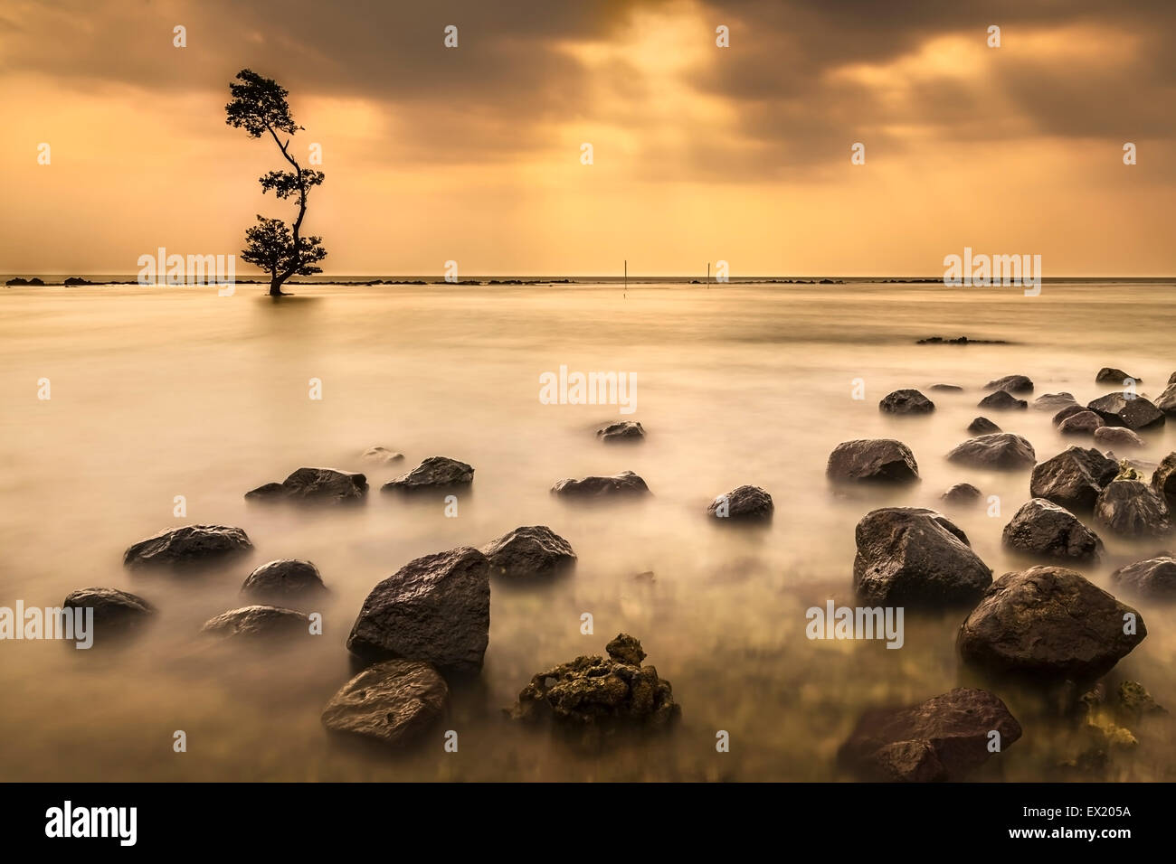 One Tree on Beach Stock Photo - Alamy