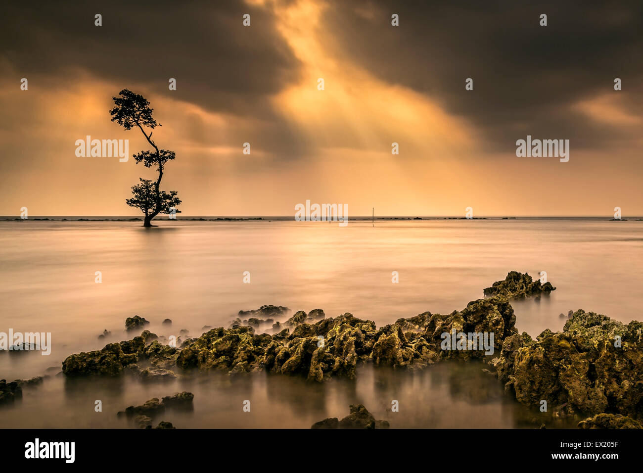 One Tree on Beach Stock Photo - Alamy