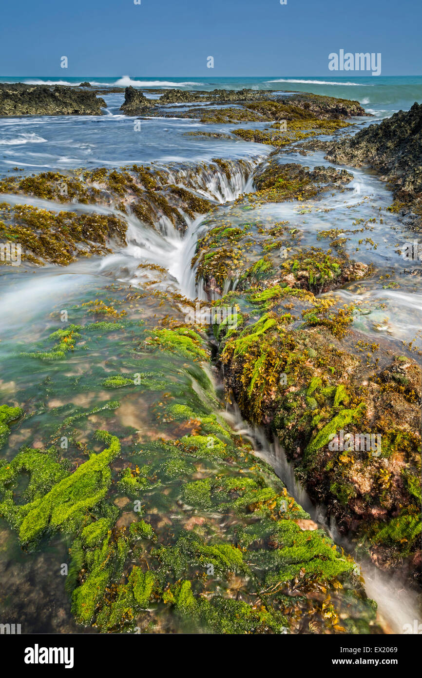 Algae coral at beach side Stock Photo - Alamy