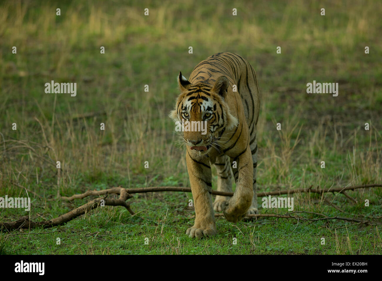 A male royal bengal tiger in a green monsoon forest of Ranthambhore ...