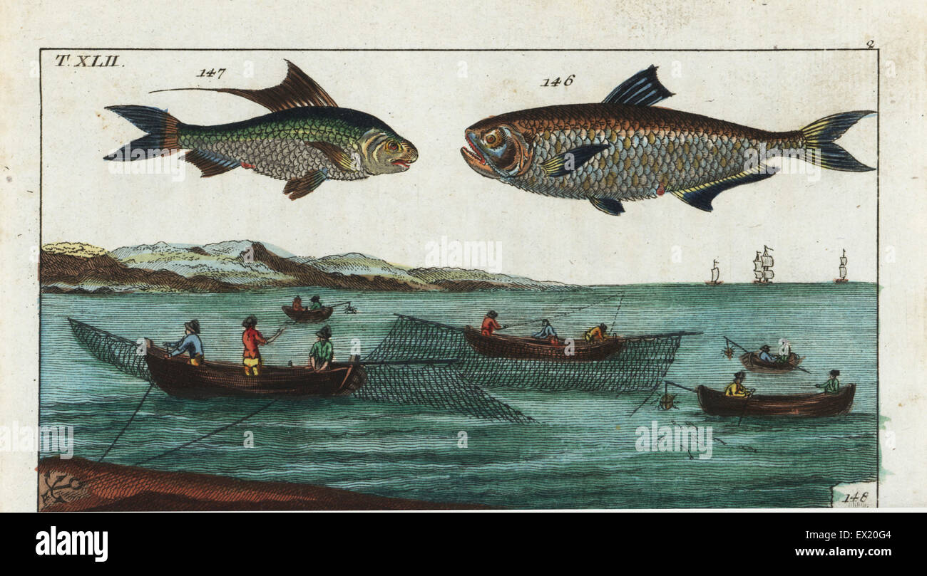 Nematalosa nasus hi-res stock photography and images - Alamy