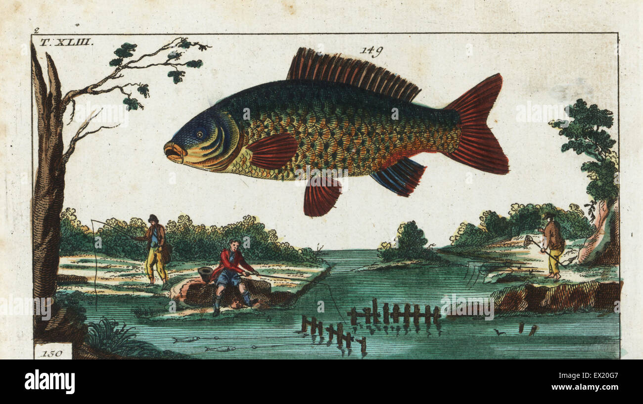 Common carp, Cyprinus carpio 149, and three fishermen fishing with rod ...
