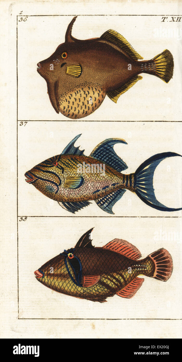 Matted filefish, Acreichthys tomentosus 36, queen triggerfish, Balistes ...