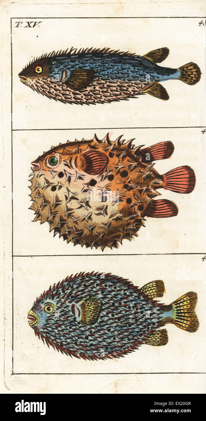Spotted burrfish, Chilomycterus reticulatus 45, Porcupinefish, Diodon ...