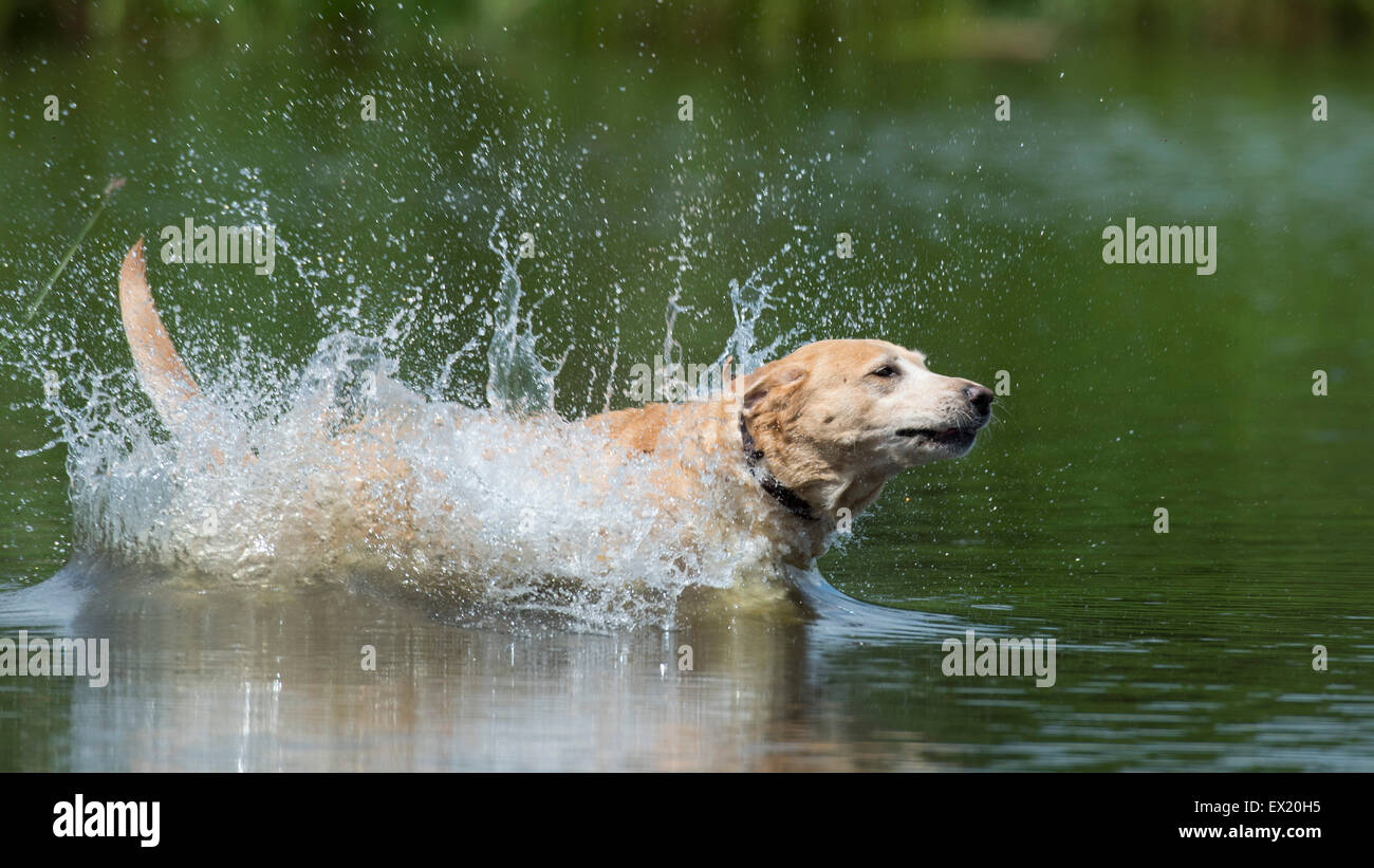 Running and leaping Labrador Retriever Stock Photo - Alamy