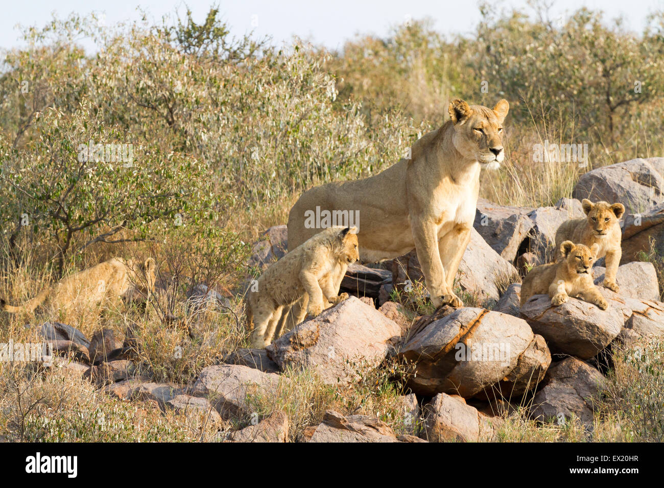 Lioness with four young cubs at Tswalu Kalahari, South Africa Stock ...