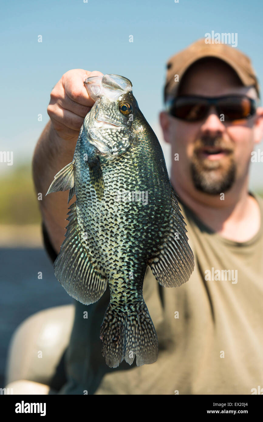 Large Black Crappie Stock Photo - Alamy
