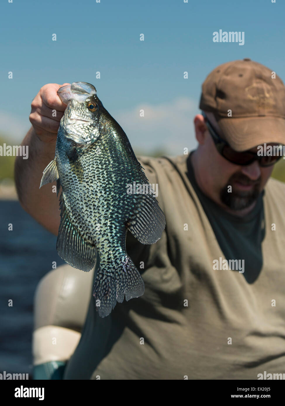 Black crappie hi-res stock photography and images - Alamy
