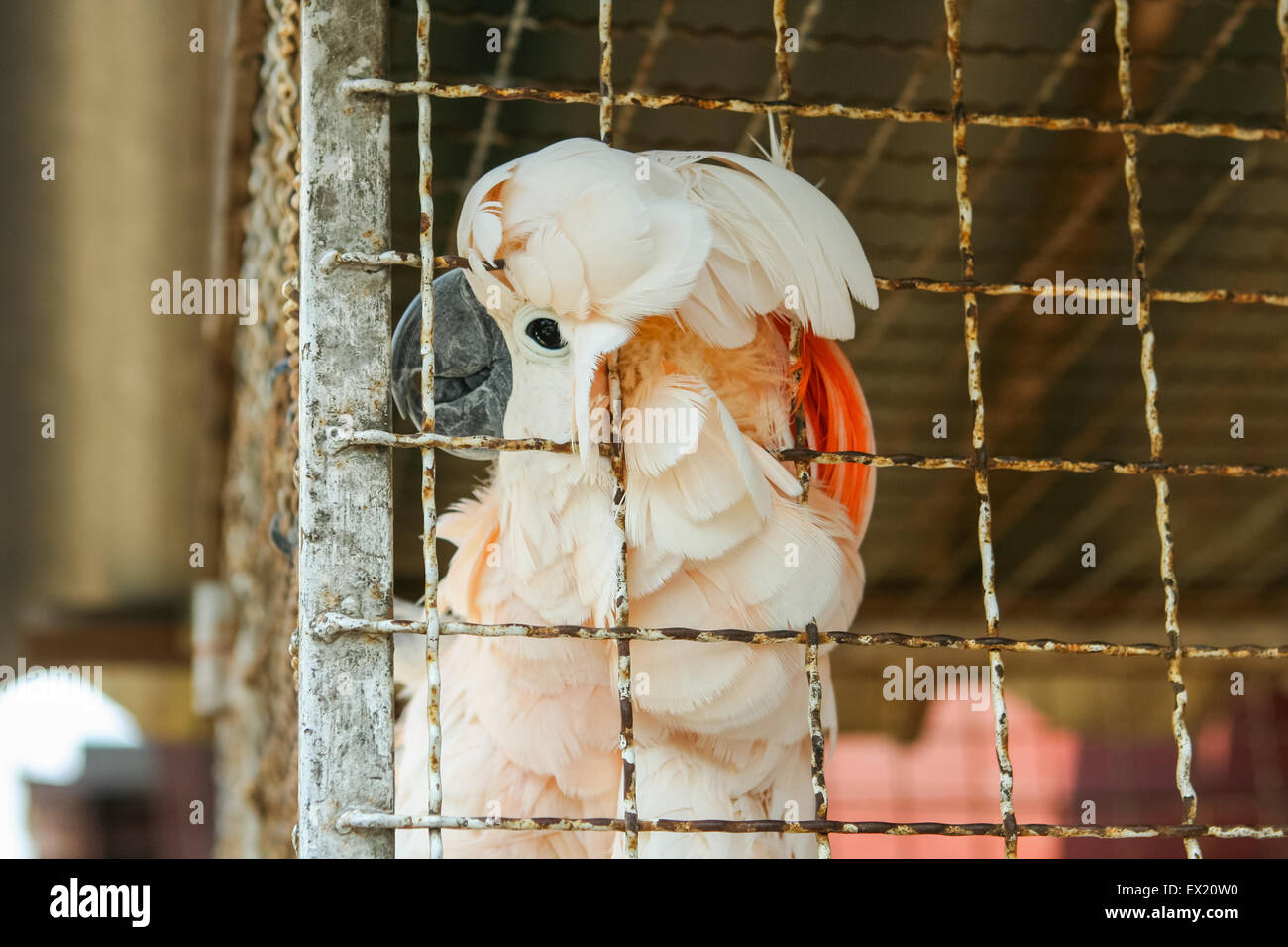 Big pink and white parrot in the cage Stock Photo - Alamy