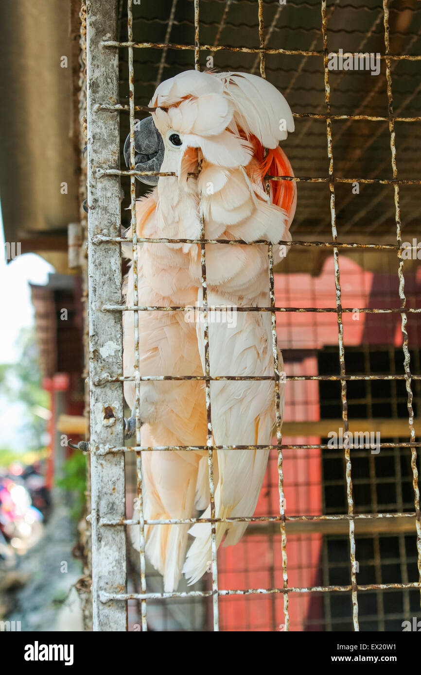 Big pink and white parrot in the cage Stock Photo - Alamy