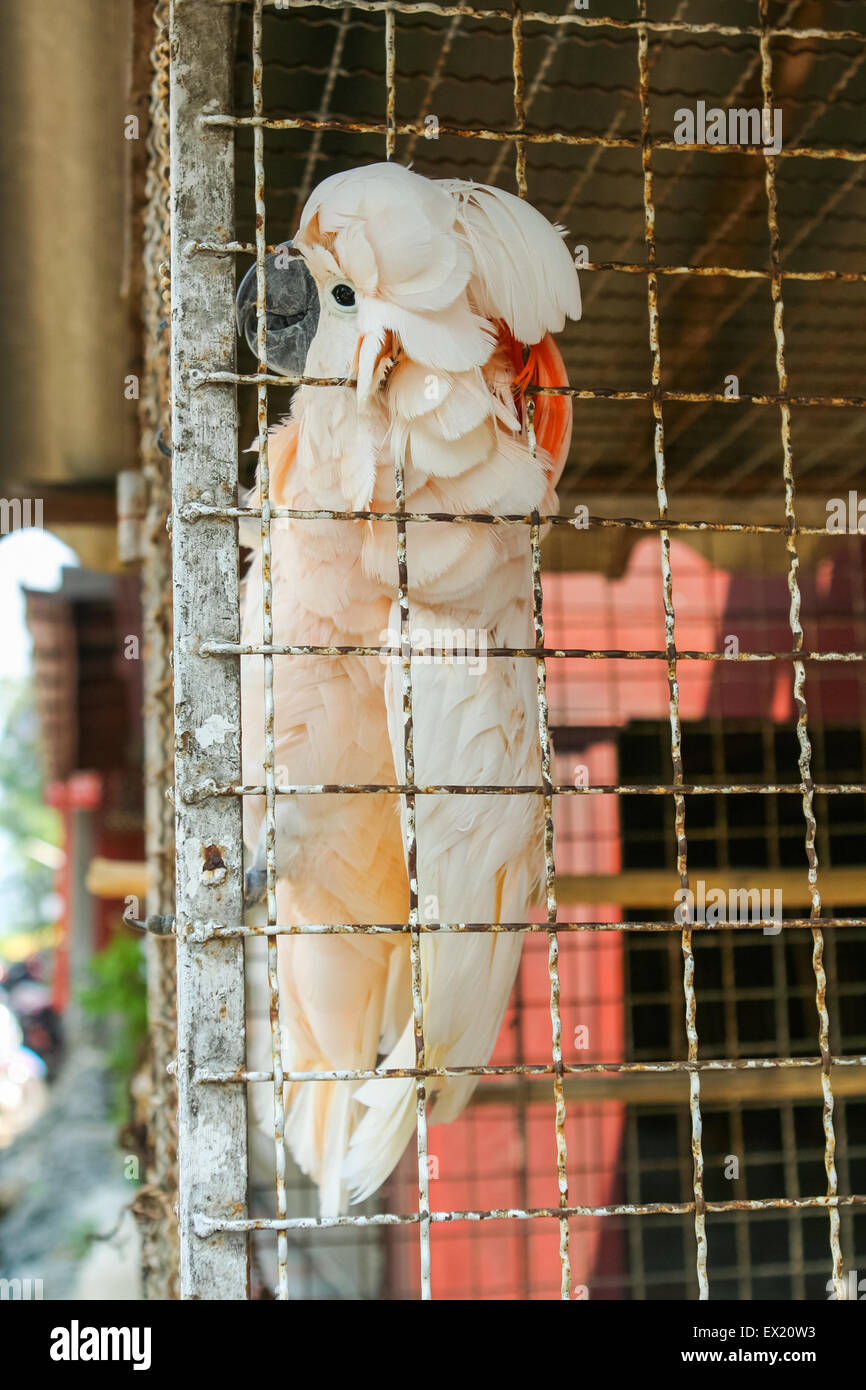 Big pink and white parrot in the cage Stock Photo - Alamy