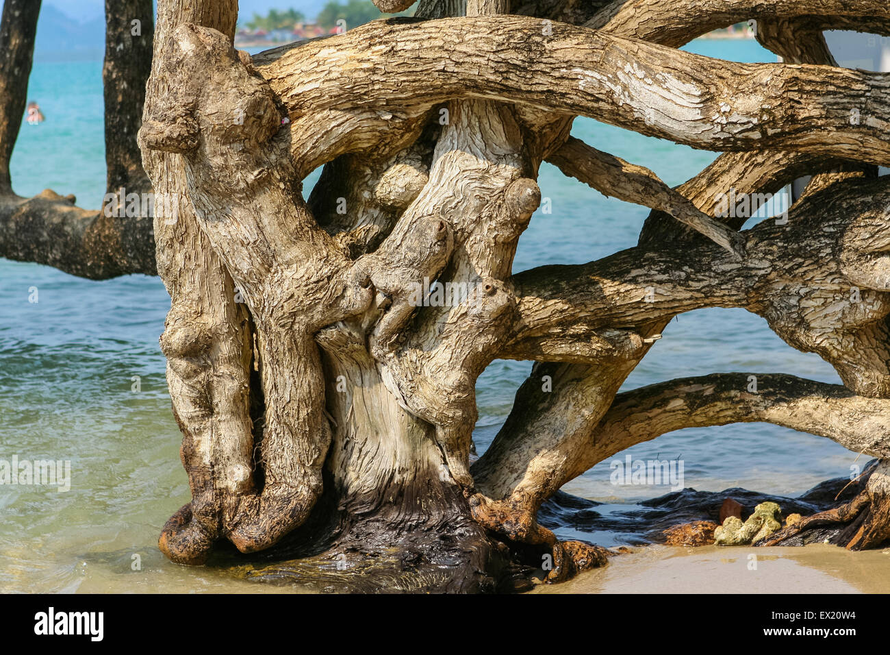 Tree with many trunk sin the sea Stock Photo - Alamy