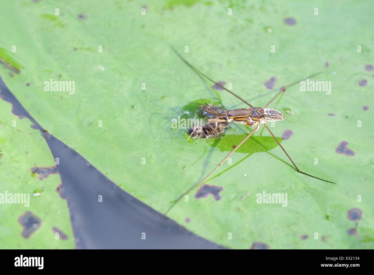 Portrait of a Water Strider Stock Photo - Alamy