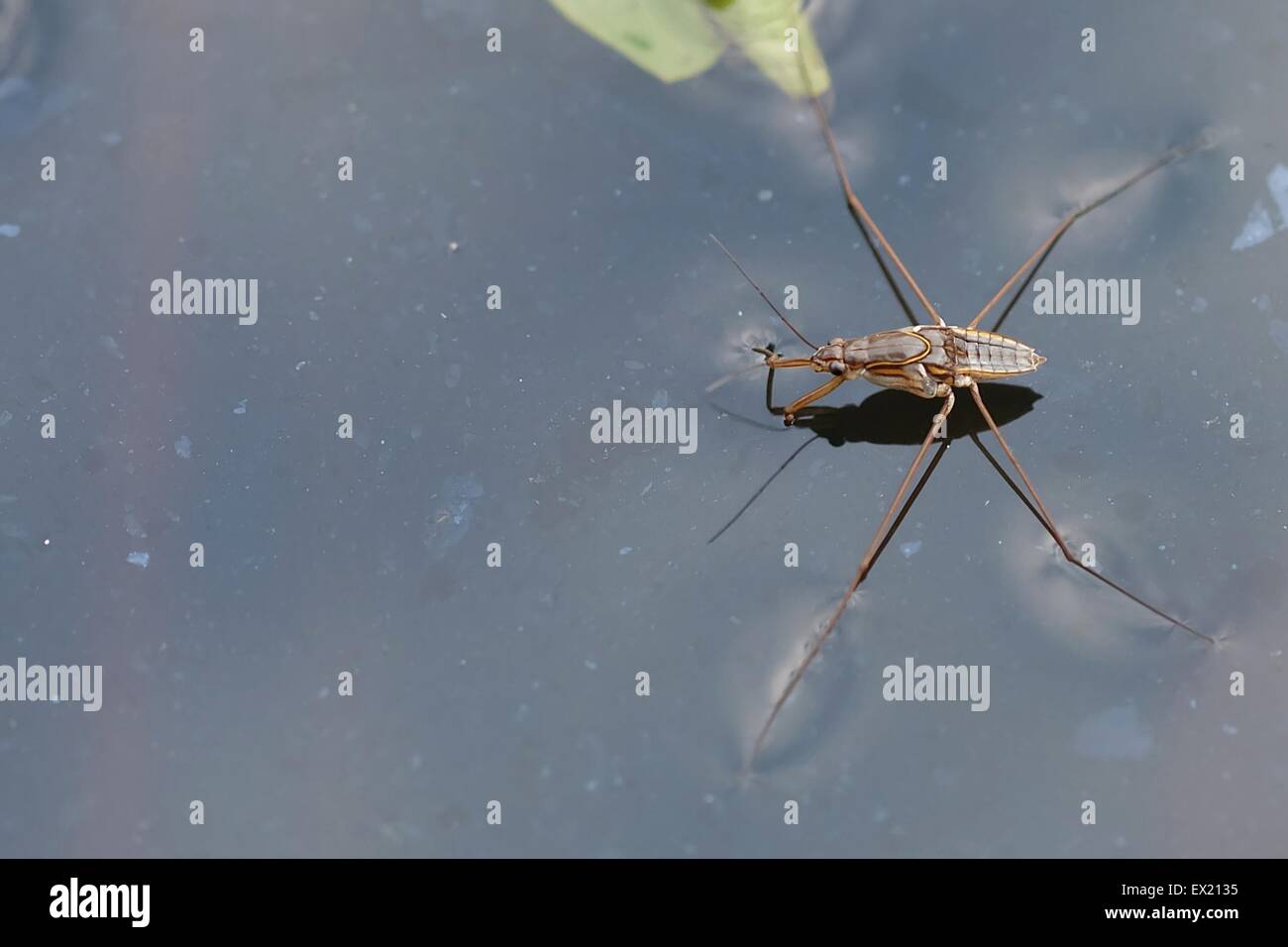 Portrait of a Water Strider Stock Photo - Alamy