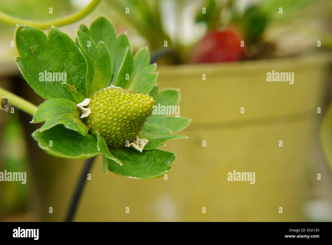 Close Up Shot of a Green Strawberry Stock Photo - Alamy