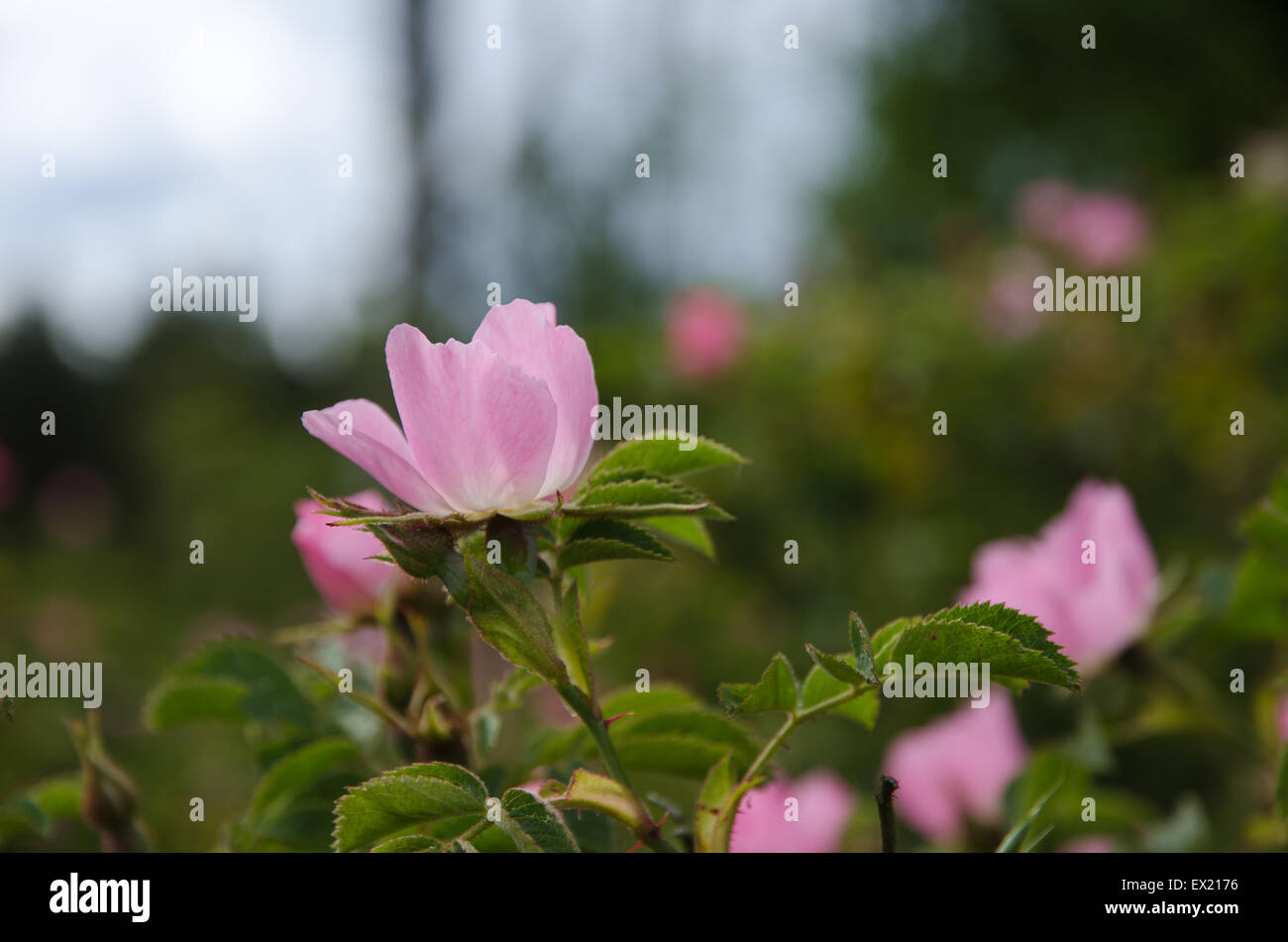 Closeup image of a pink wild rose with green leaves and a soft ...