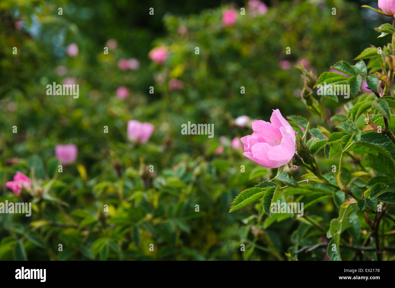 Bright shiny pink wild rose with softened wild roses shrub in the ...