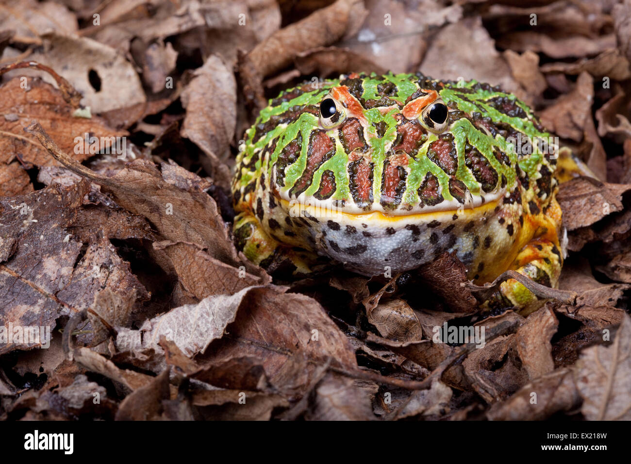 Ornate horned frogs hi-res stock photography and images - Alamy