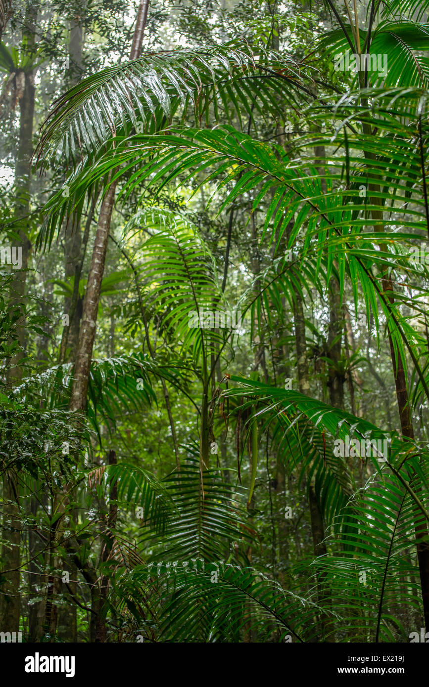 palm trees in a rainforest Stock Photo - Alamy