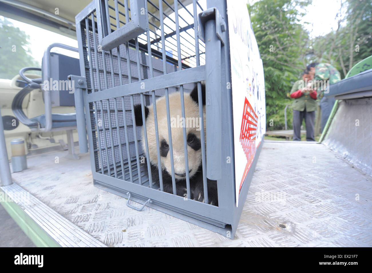 Giant pandas are seen before leaving for Shanghai at Bifengxia panda ...