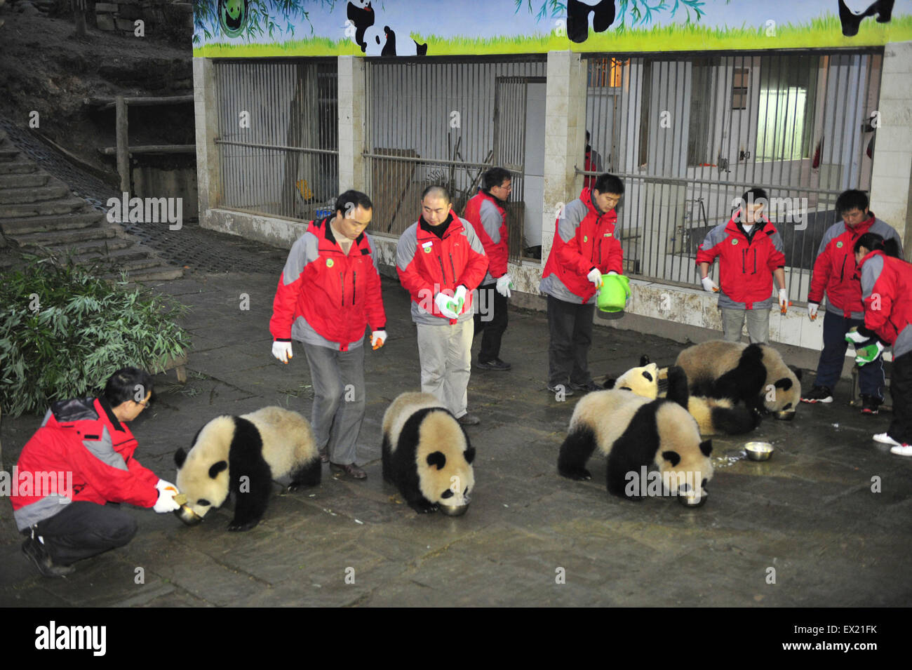 Giant pandas are seen before leaving for Shanghai at Bifengxia panda ...