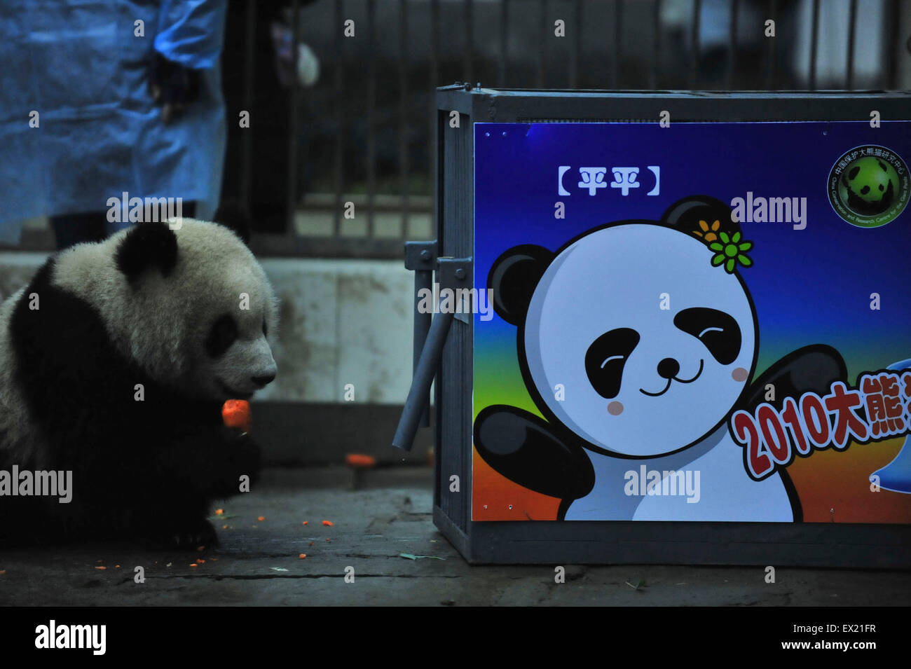 Giant pandas are seen before leaving for Shanghai at Bifengxia panda ...