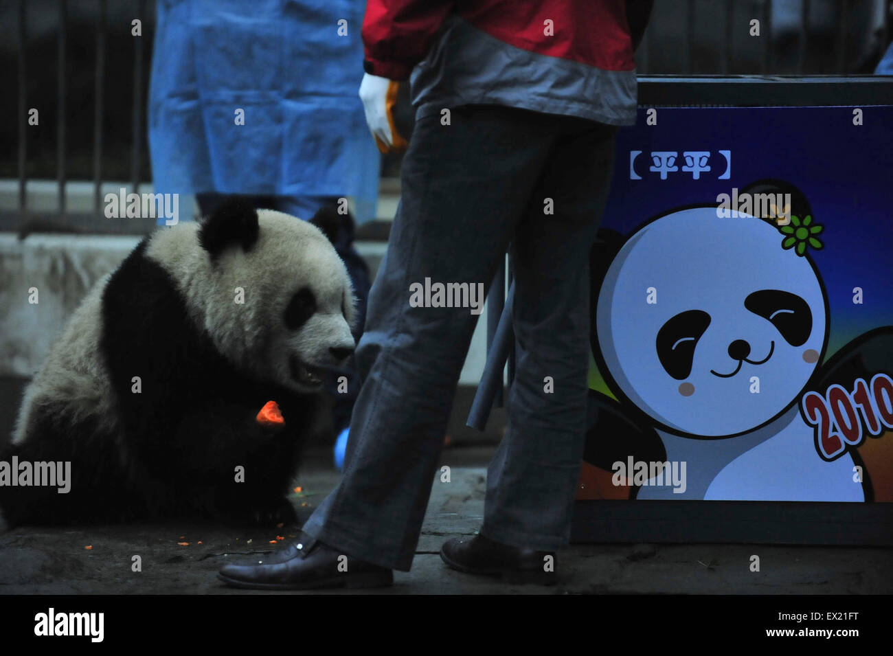 Giant pandas are seen before leaving for Shanghai at Bifengxia panda ...