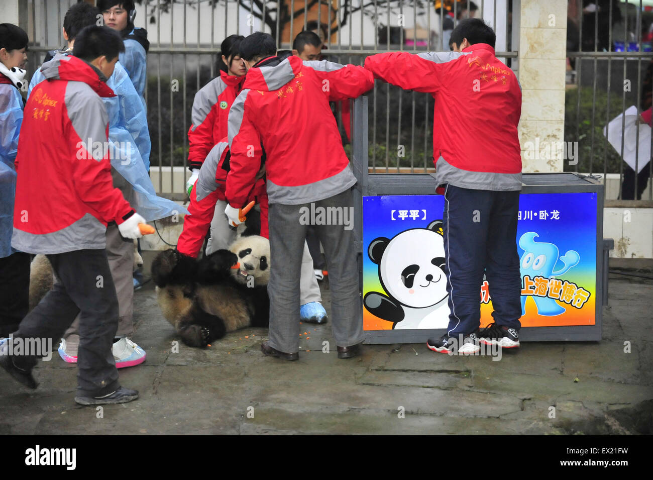 Giant pandas are seen before leaving for Shanghai at Bifengxia panda ...