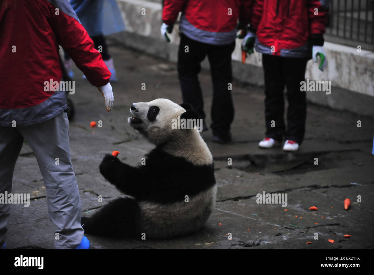 Giant pandas are seen before leaving for Shanghai at Bifengxia panda ...