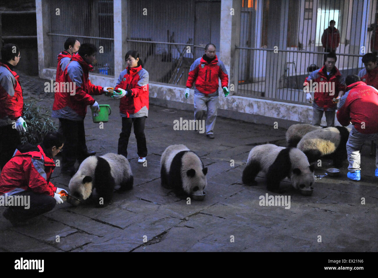 Giant pandas are seen before leaving for Shanghai at Bifengxia panda ...
