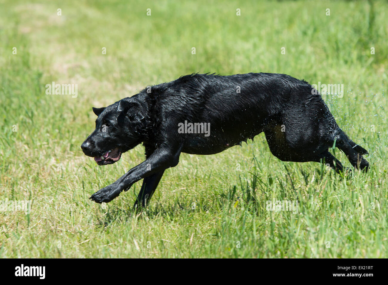 Running and leaping Labrador Retriever Stock Photo - Alamy