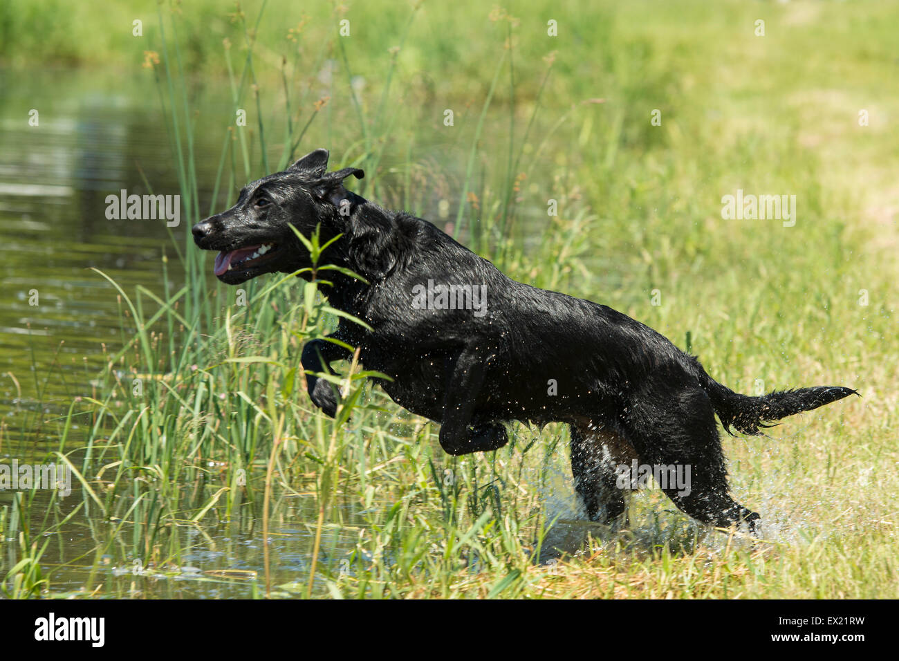 Running and leaping Labrador Retriever Stock Photo - Alamy