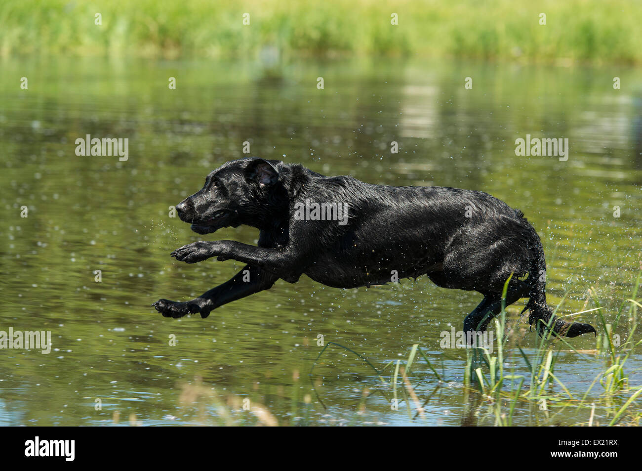 Running and leaping Labrador Retriever Stock Photo - Alamy