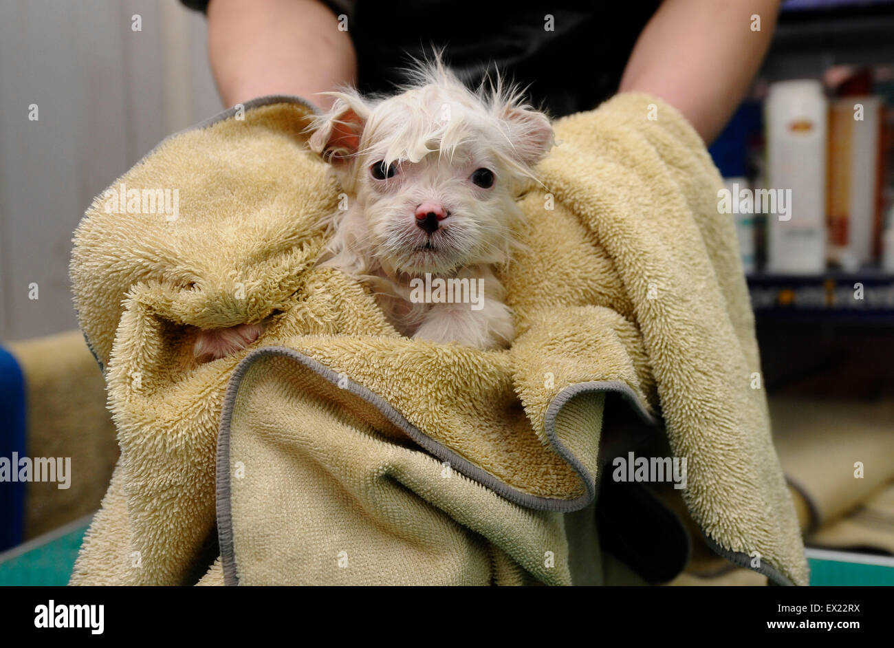 A pet dog is take care of at an animal beauty shop in Changzhi, Shanxi ...