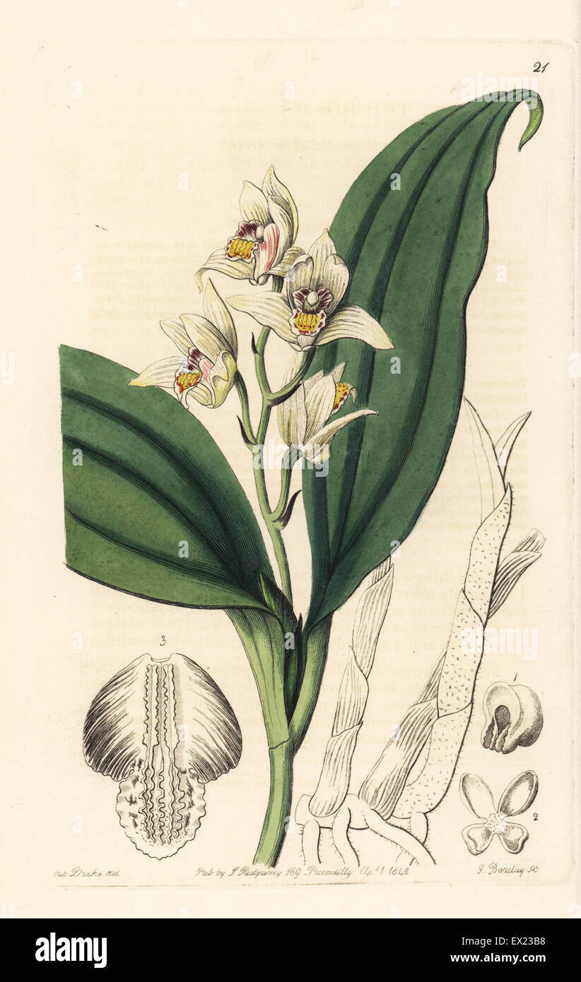 Botanical illustration and orchid hi-res stock photography and images ...